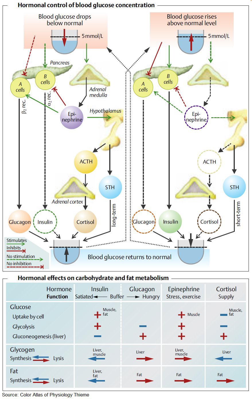 Regulation Of Blood Glucose Concentration