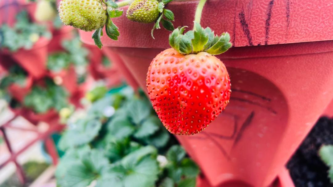 Growing Strawberry: 10 Tips for Successful Growing Strawberry for ...