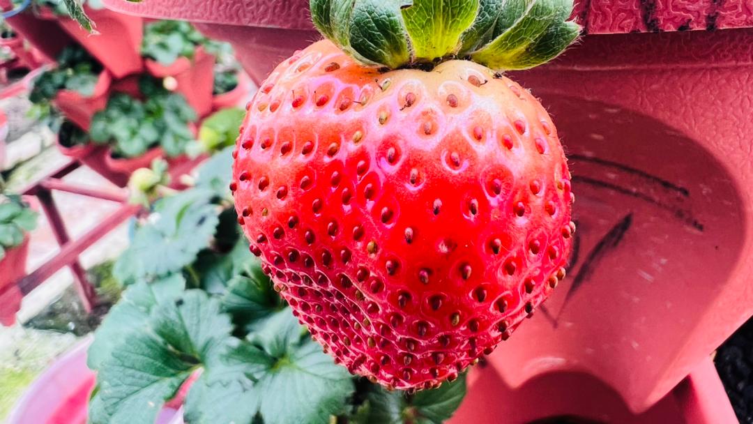 Growing Strawberry: 10 Tips for Successful Growing Strawberry for ...