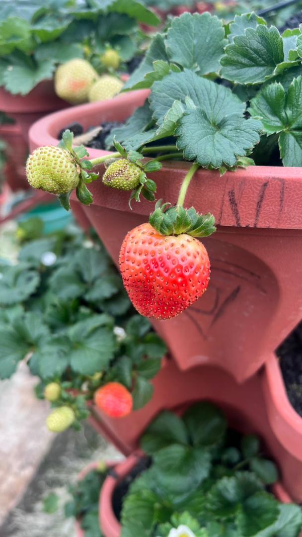 Growing Strawberry: 10 Tips for Successful Growing Strawberry for ...
