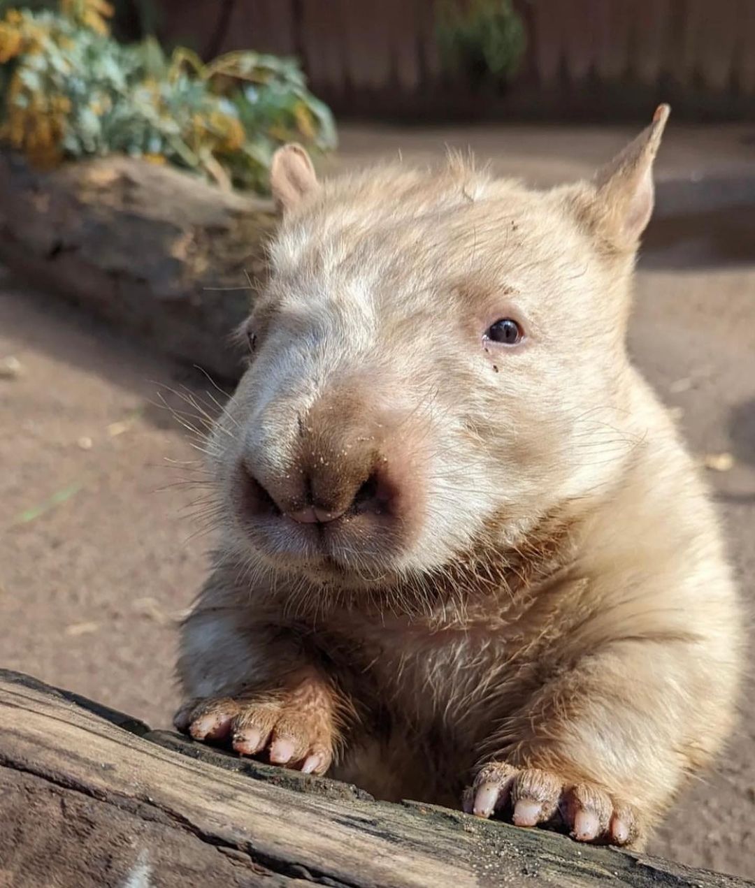 Wombat Smile