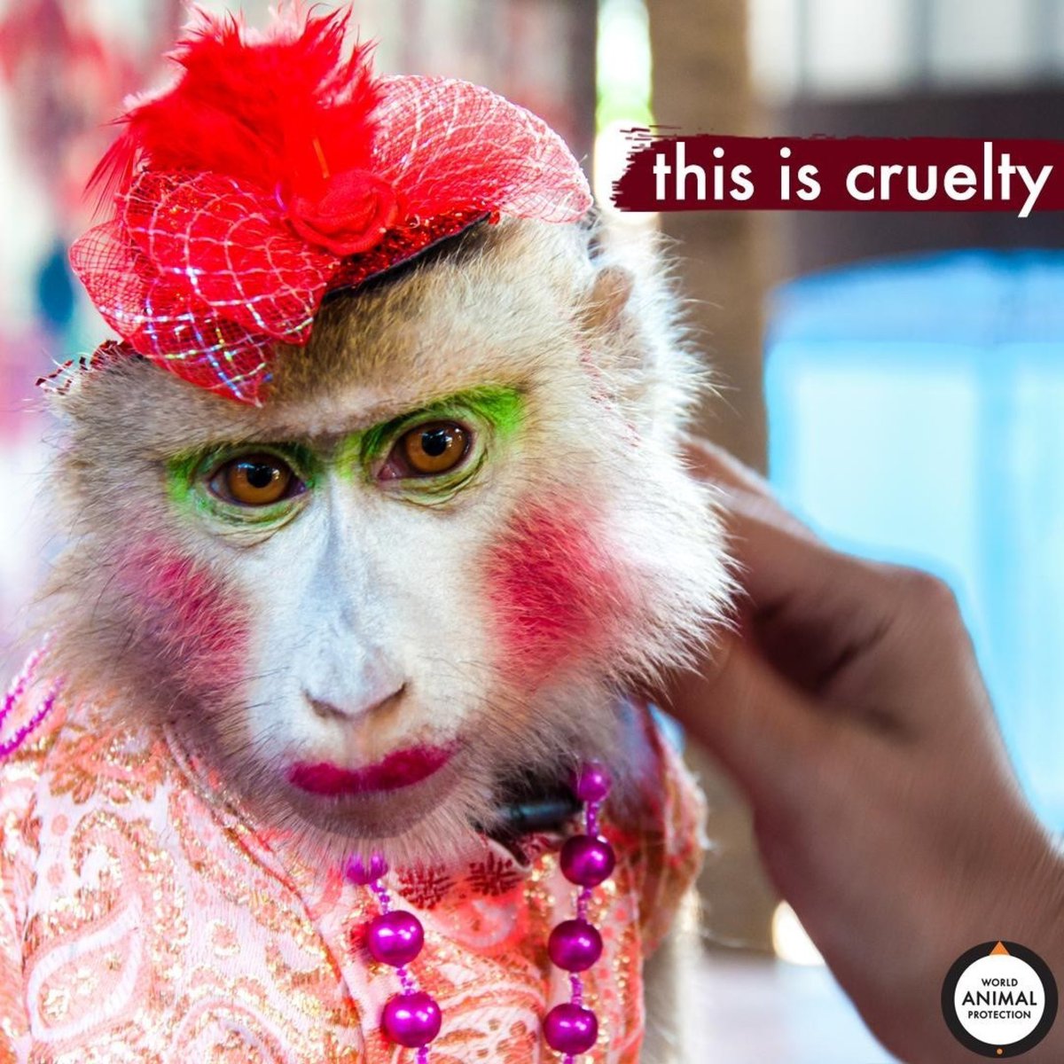 Monkey Wearing Makeup