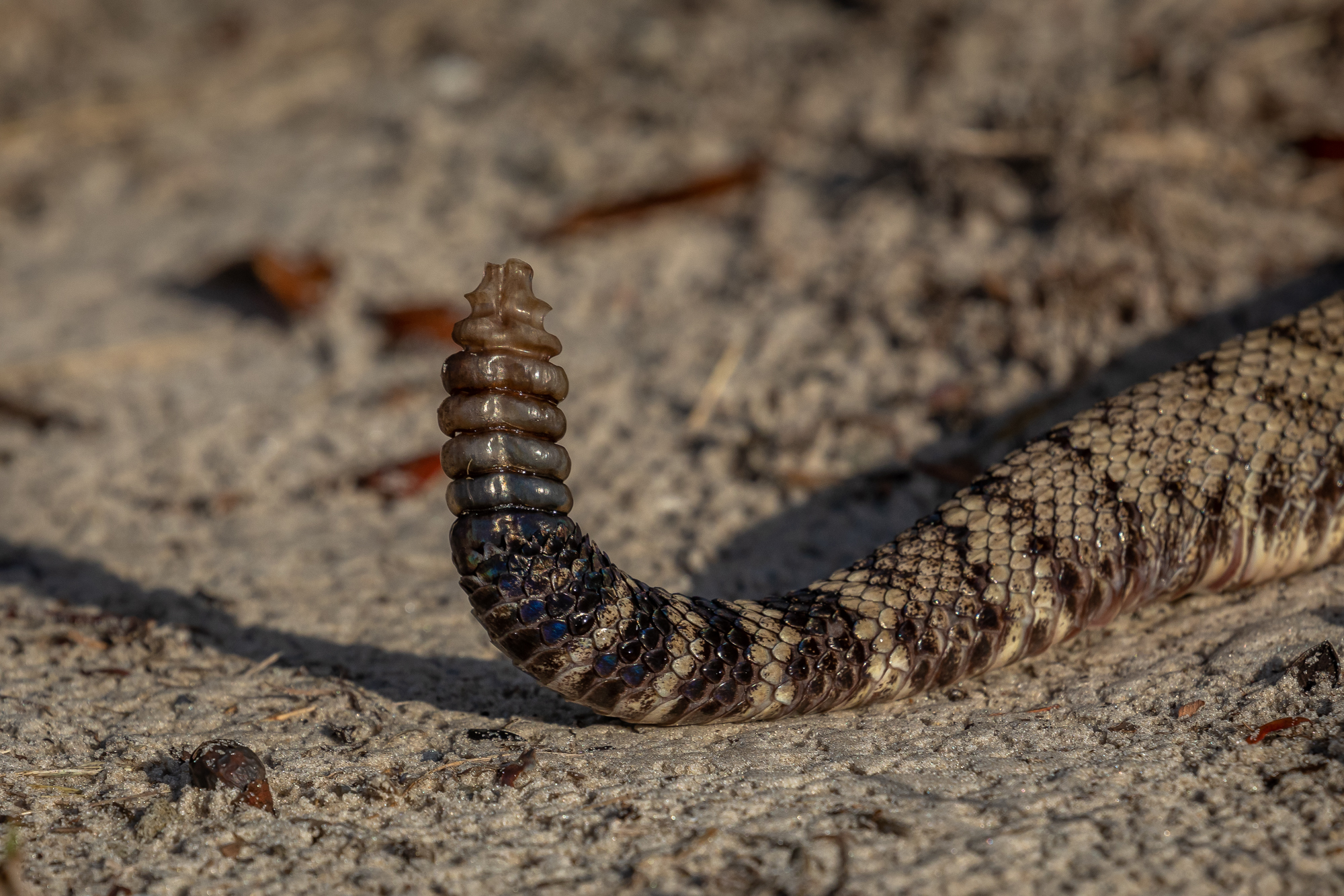 Diamondback Rattlesnake Tail