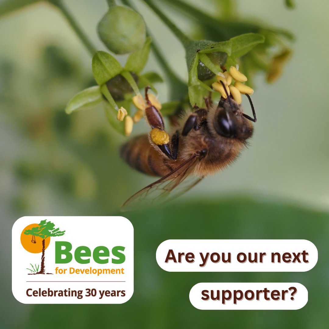 Bees for Development on Twitter: "We are a specialist #beekeeping # ...