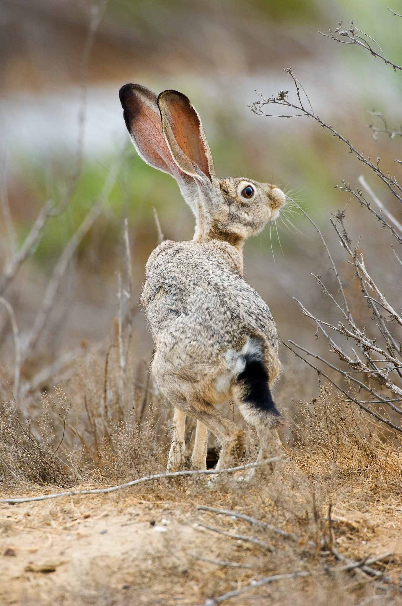 Desert Jack Rabbit
