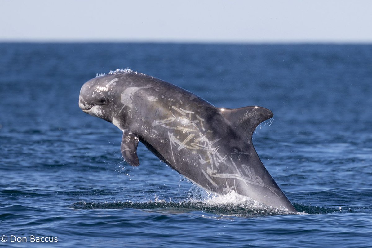 Pennella Balaenopterae