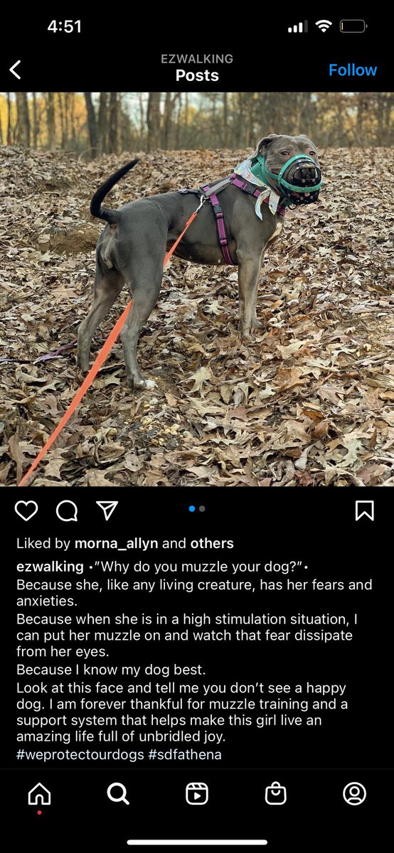 Pitbulls Posting Their Ls on Twitter: