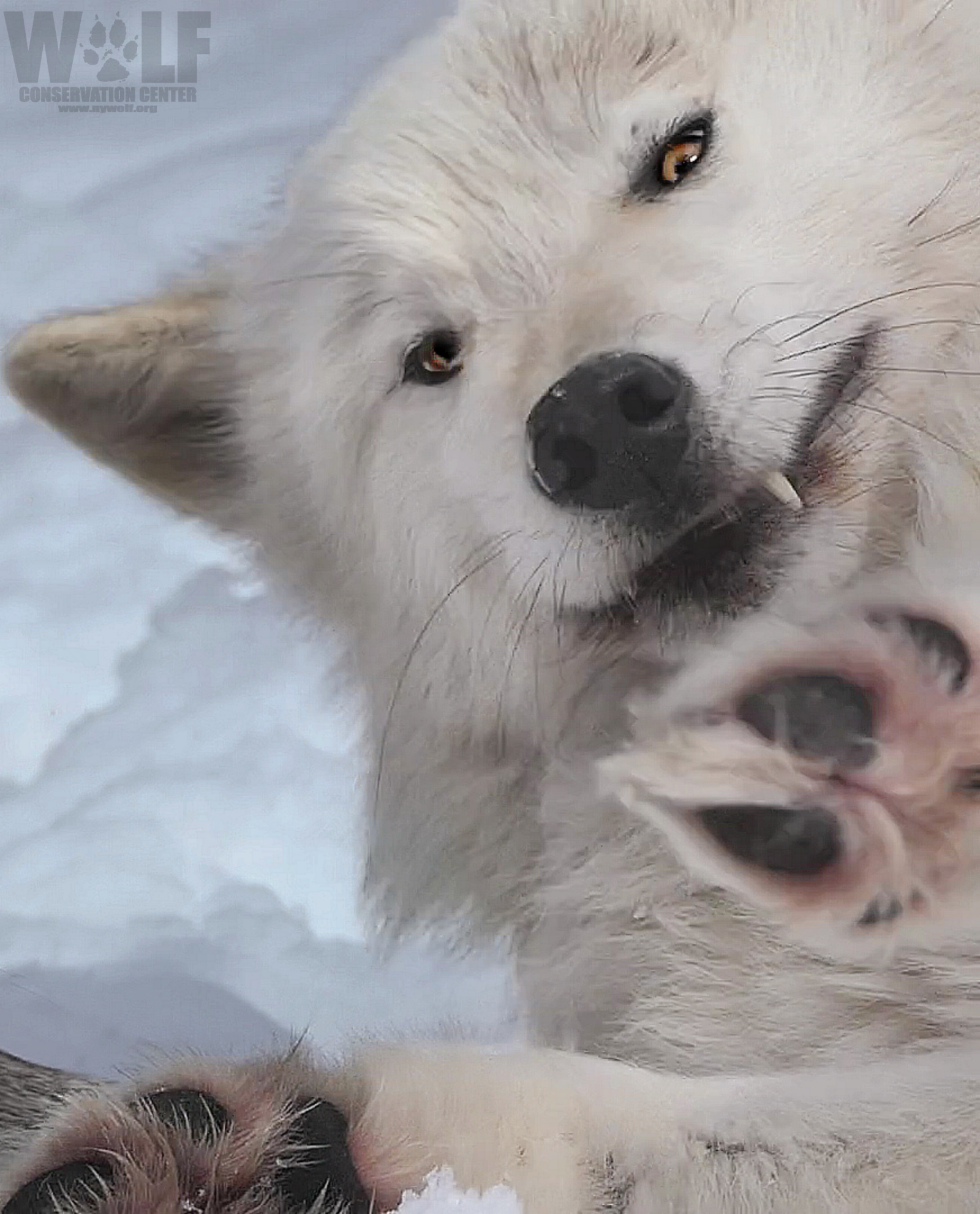 White Wolf Blue Eyes Growling
