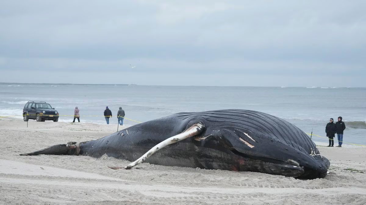 “Es la ballena más grande que hemos visto en la última década”. Otra ...