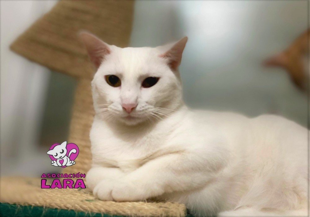 Asociación LARA #TodosSomosLara on Twitter: "RT @asociacionLara: BEVERLY 4 años Laritos ...