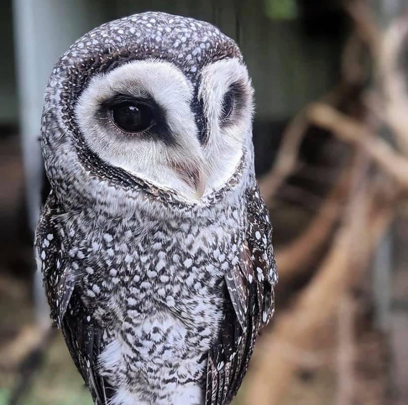 Lesser Masked Owl