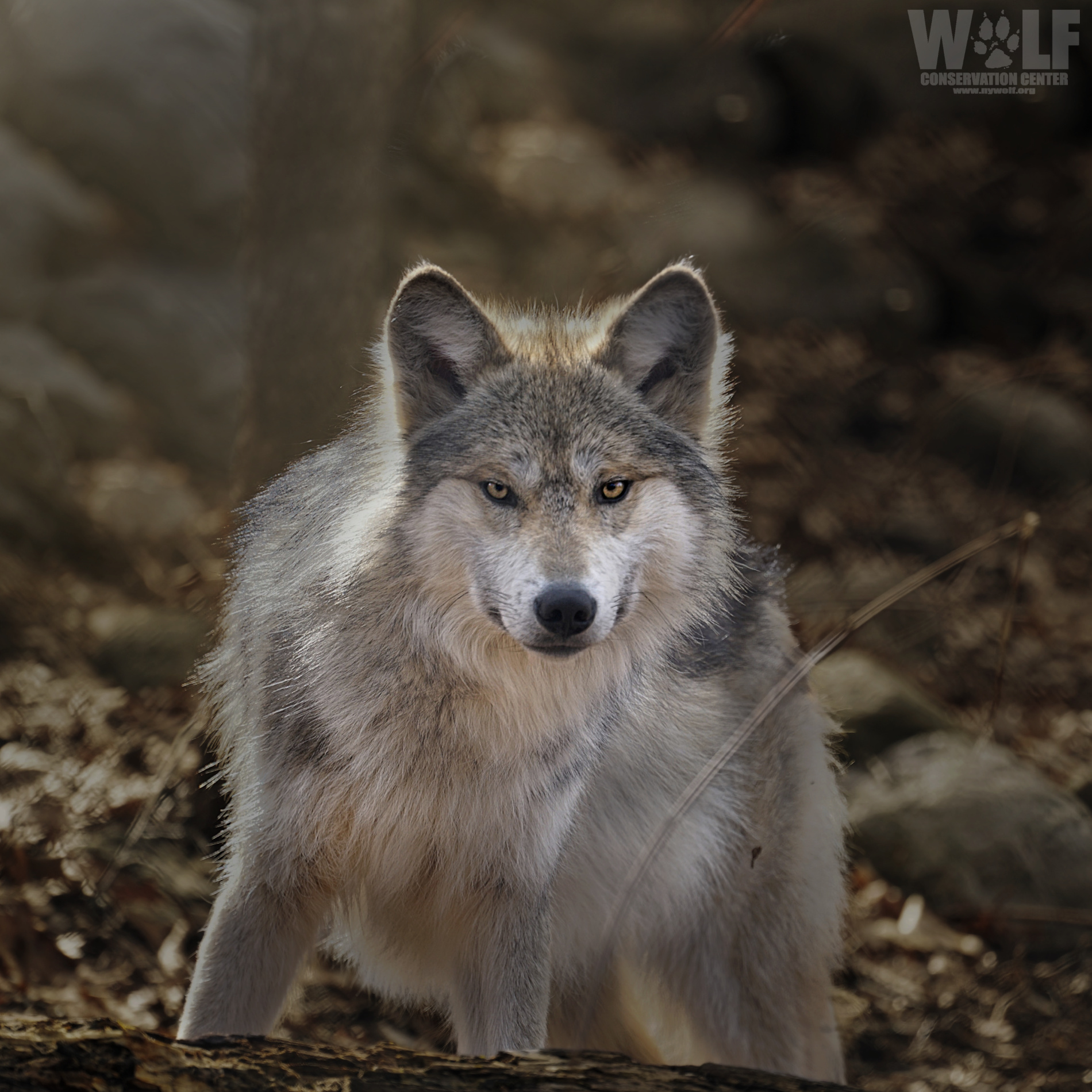 Wolf Conservation Center on Twitter: "My name is Bria. Who are you? 🐺 https://t.co/IEi8yIIwHR ...