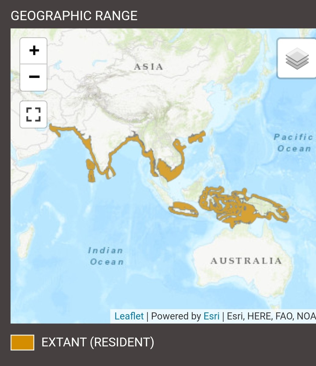 Herbiⓥore on Twitter: "RT @herbivore_club: The Pondicherry Shark (Carcharhinus hemiodon) is ...