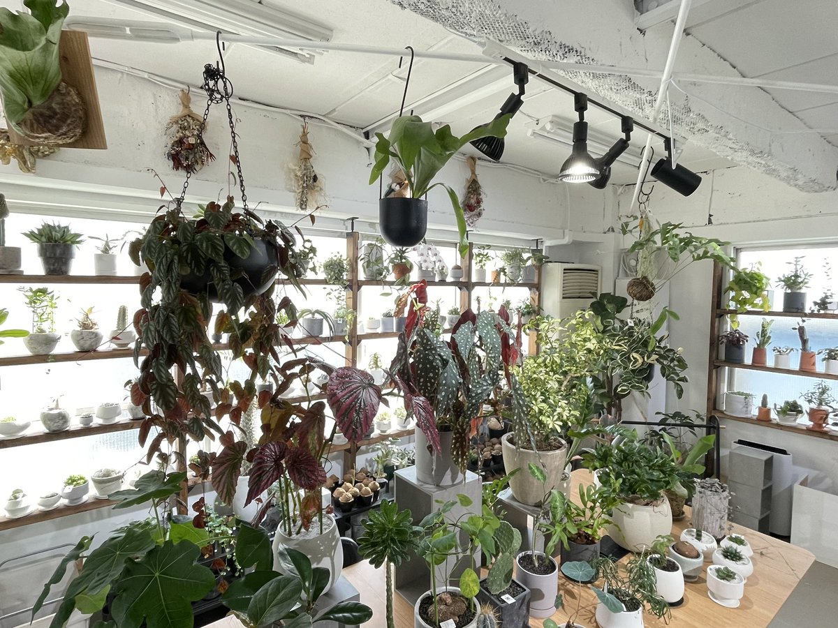 今日はなるがみさんの植物ツアー、代々木のSTAND BY GREENさん 笹森トモエ@げーみんぐはーれむ3🎮 @sasamomi