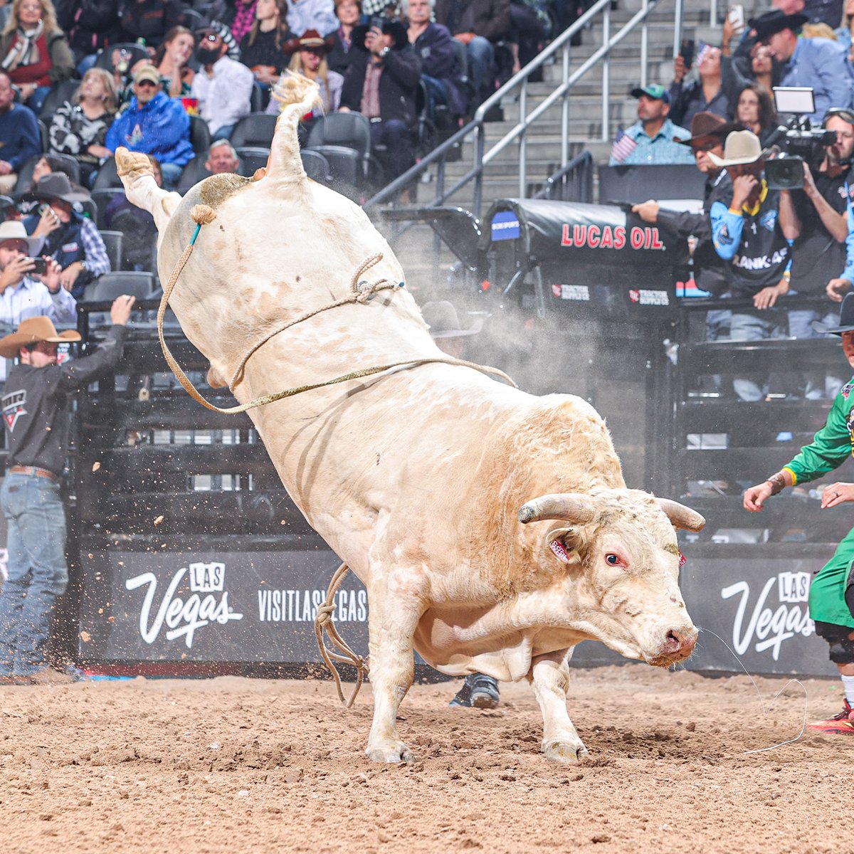 PBR on Twitter: "The bull with a “large chunk of athleticism” is back in action! Cool Whip will ...