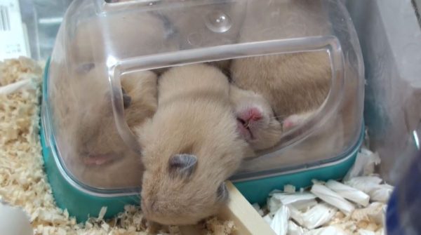 ニコニコニュース on Twitter: "赤ちゃんハムスター、ぎゅうぎゅう詰めで眠る https://originalnews.nico/406731 兄弟が仲良く集まった場所はなんとトイレ ...
