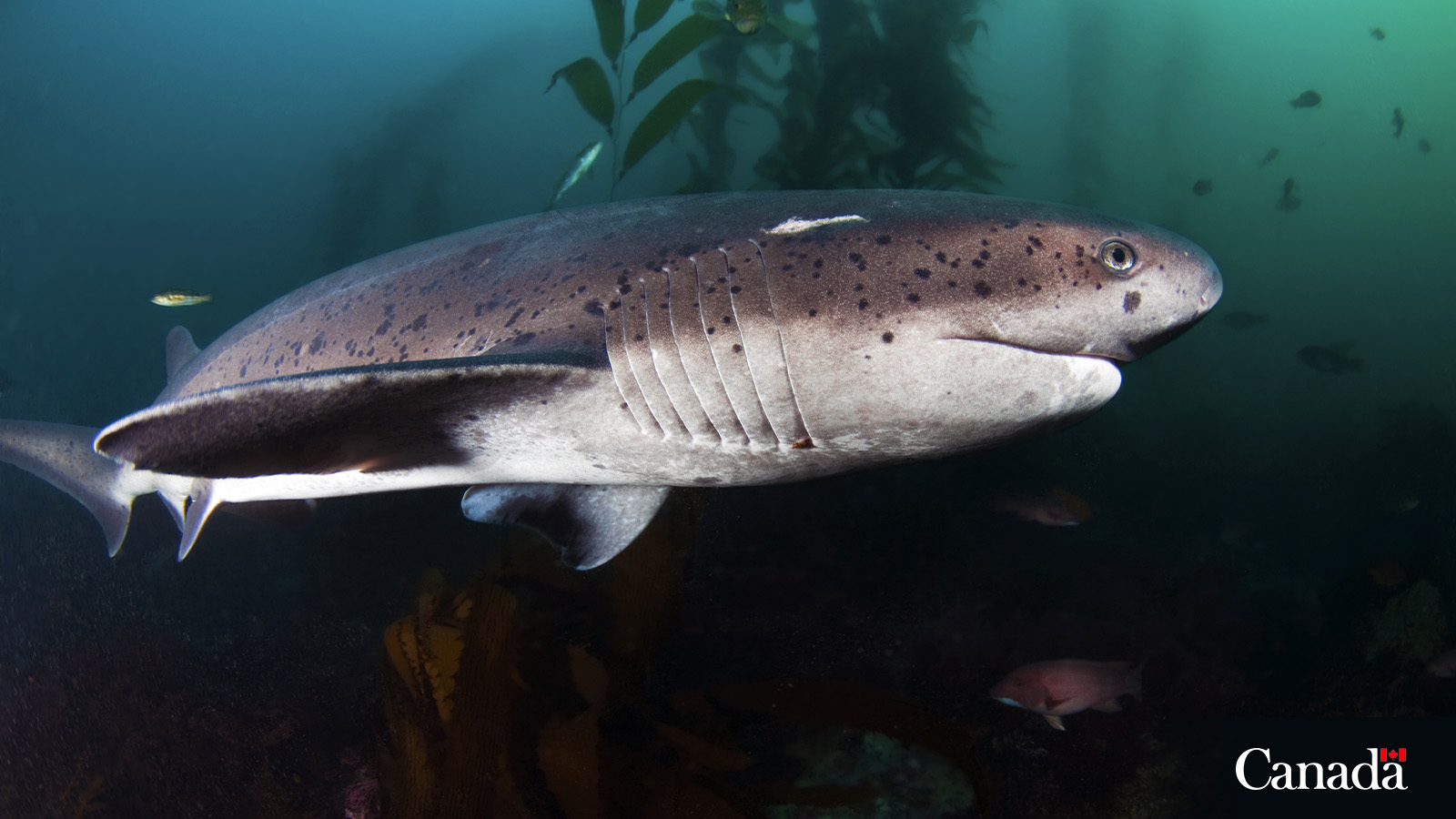 Jurassic Period Shark