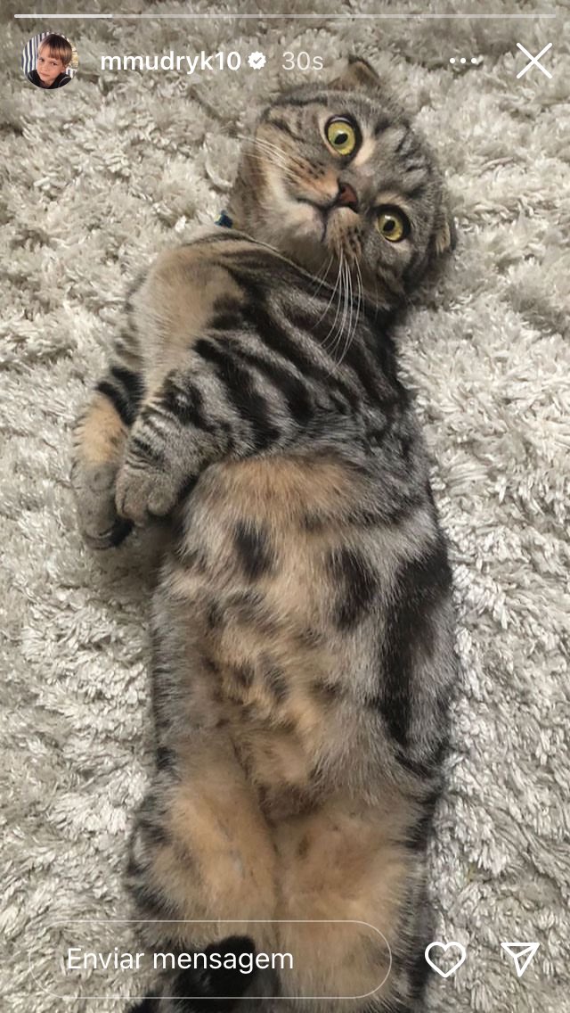 Central do Chelsea ⭐⭐ #KTBFFH on Twitter: "O homem ama gato não tem jeito… 🐈"