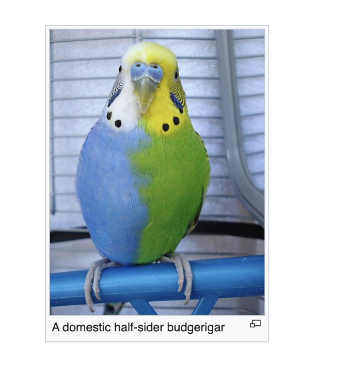 Half Sider Budgie