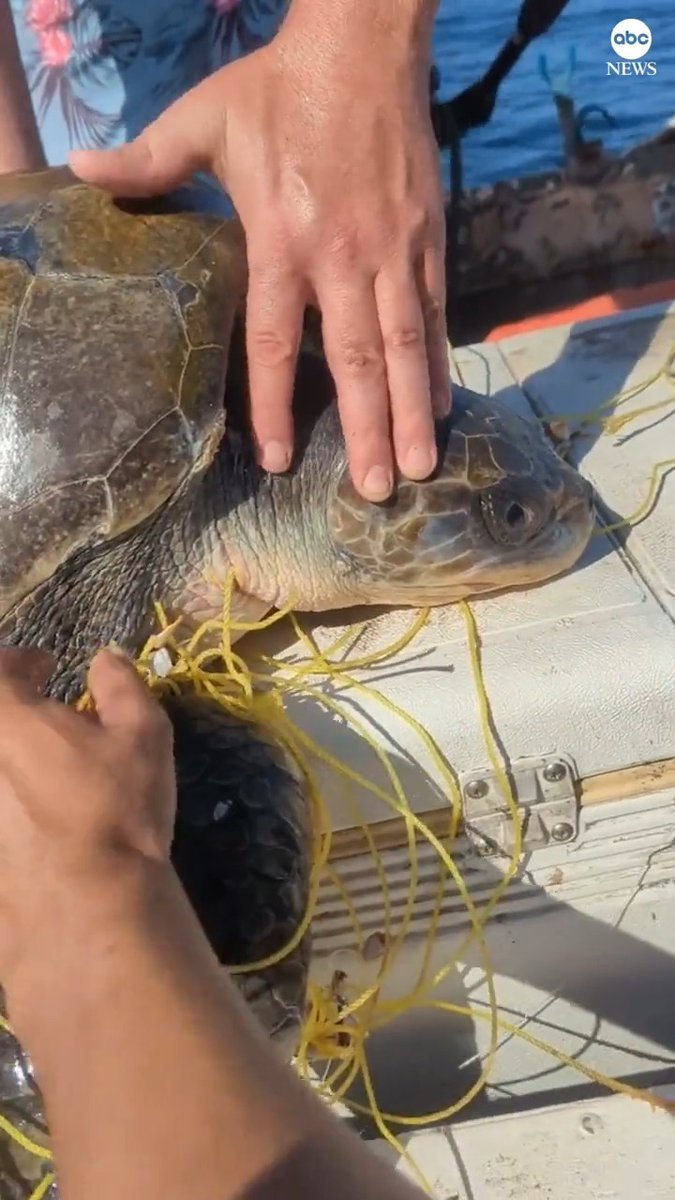 A group of boaters rescued a sea turtle entangled by netting off the ...