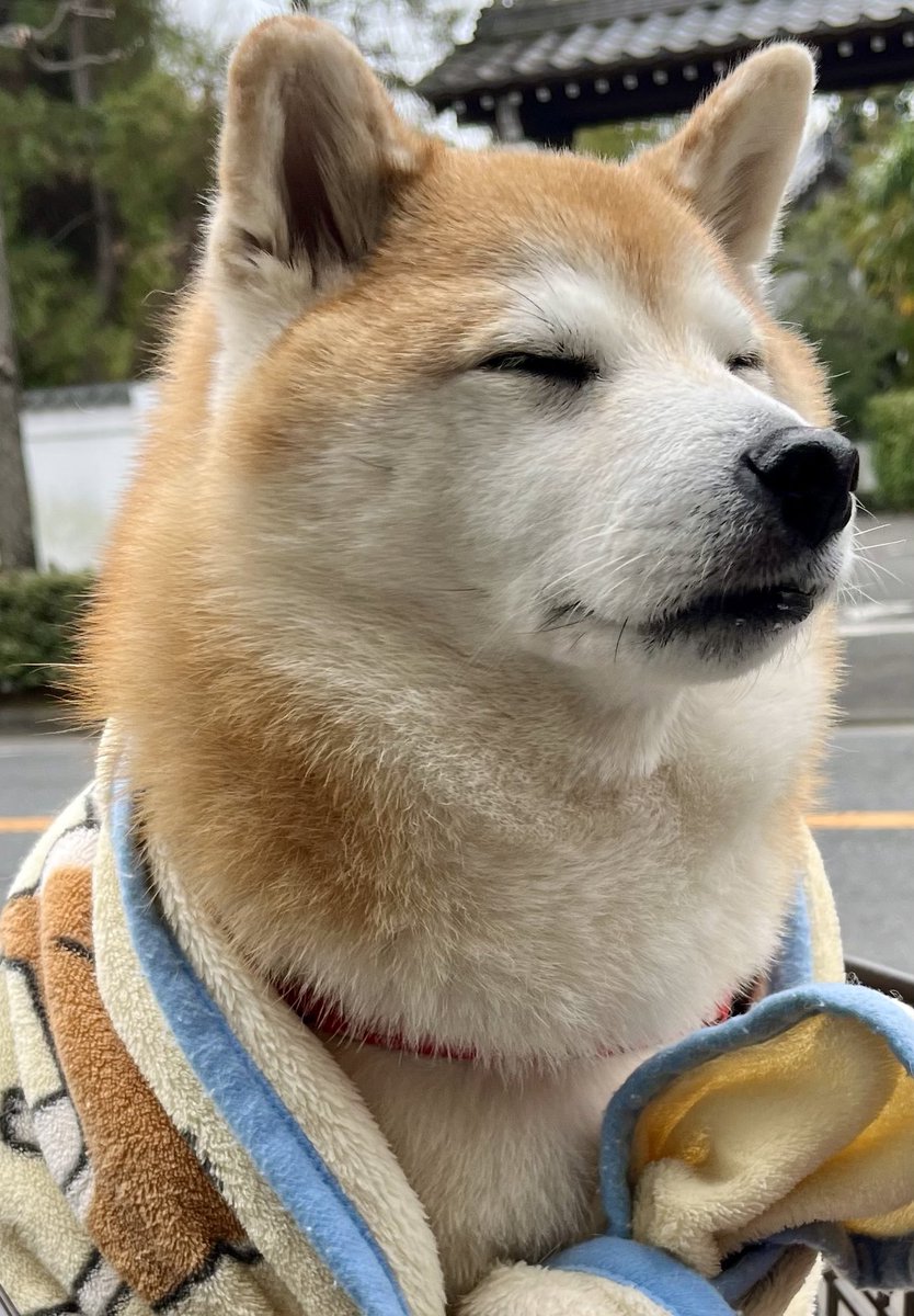 祥and柴犬のまるちゃん On Twitter ①②全てを悟って無の境地の柴犬 ③④シャンプー終わりピカピカの柴犬 今日もがんばりました😊 シャンプー 柴犬のいる暮らし 柴犬