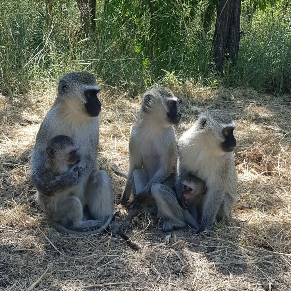Incident Report Form - Vervet Monkey Foundation