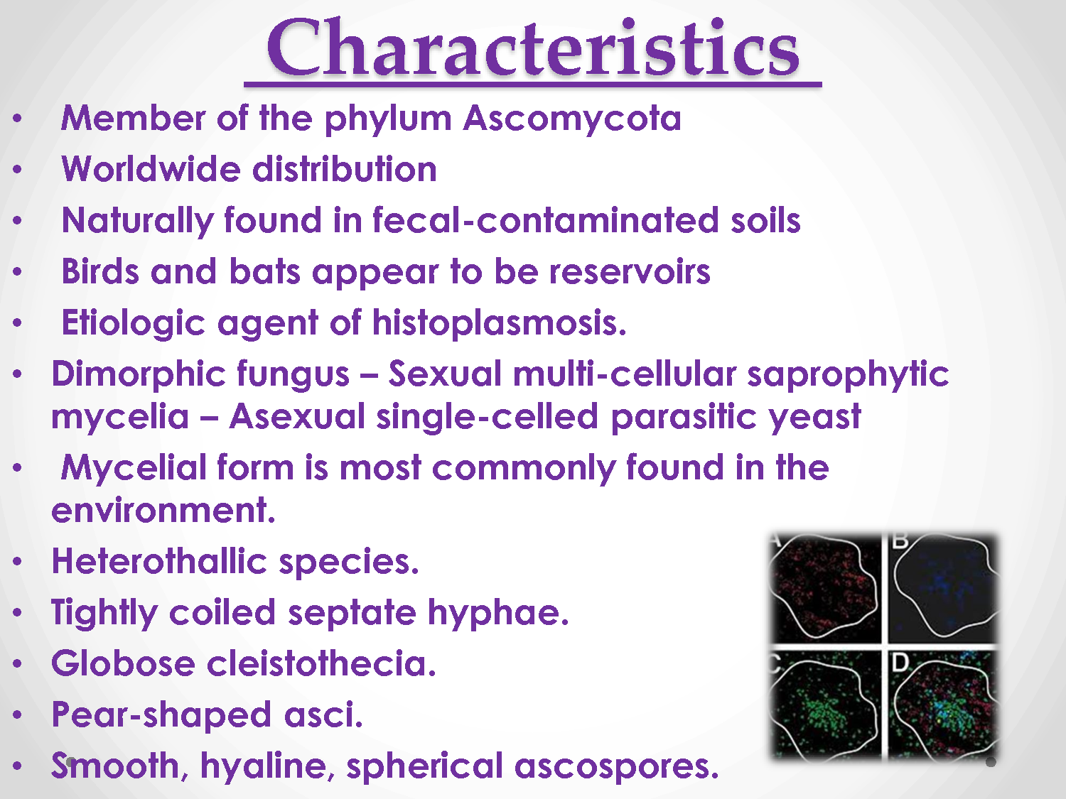 Histoplasma Capsulatum