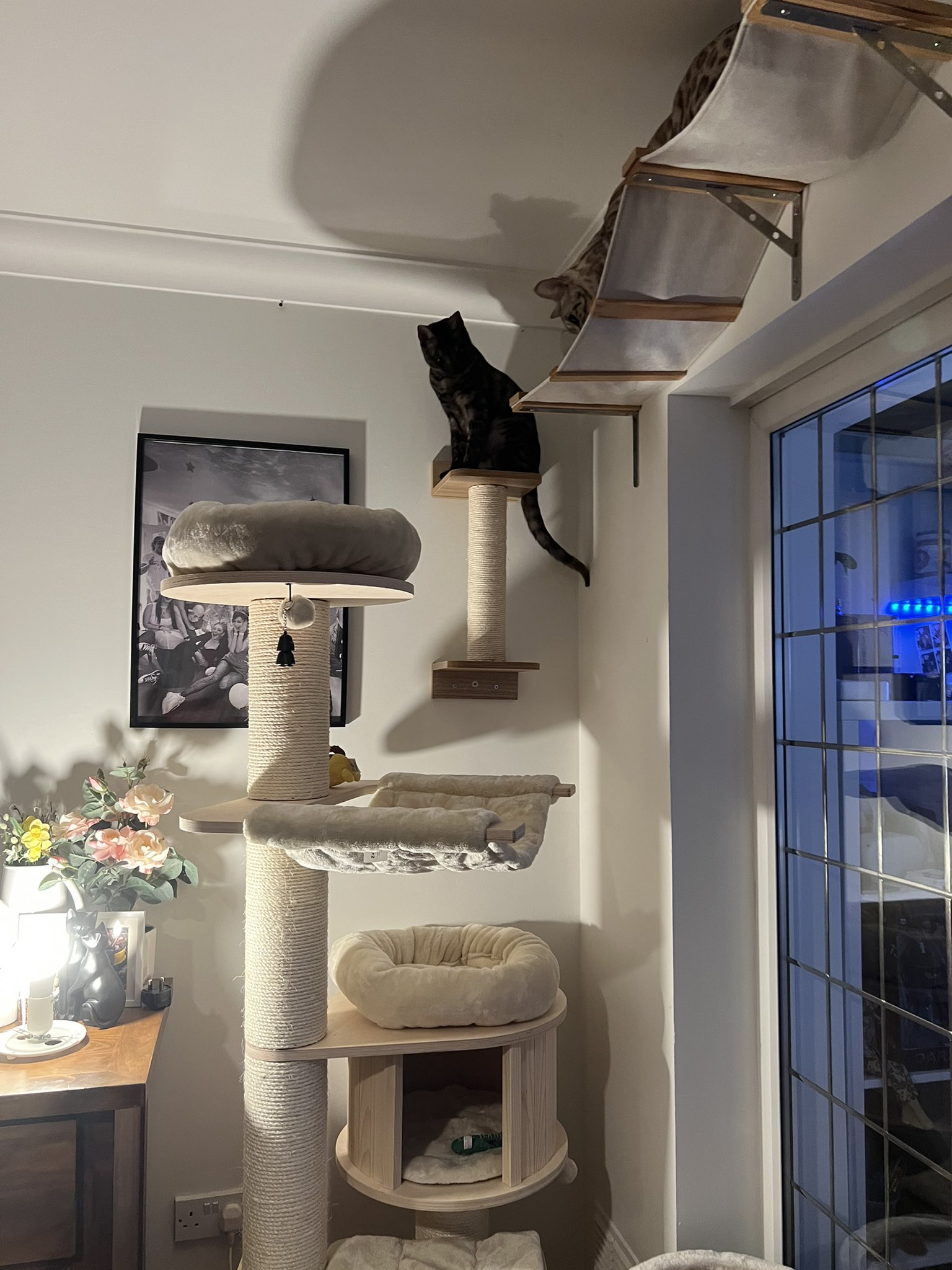 TW Pornstars - 1 pic. Goddess Bellajynx 𓆩♡𓆪. Twitter. Oh yea so my ...