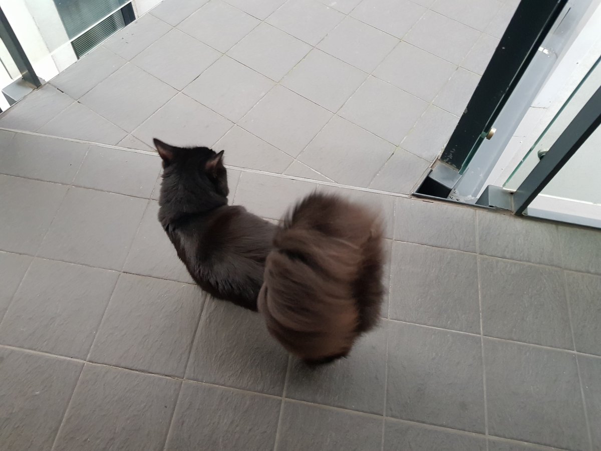 I think cat tails should be evaluated on the same scale as Robot Wars ...