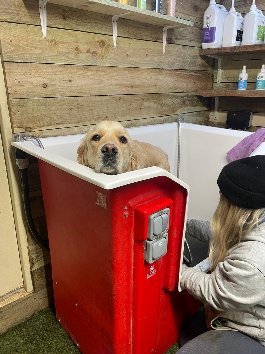 Fraser McDonald on Twitter: "FRENS!!! I have been BETRAYED!!! S'not even groom day & here I am ...