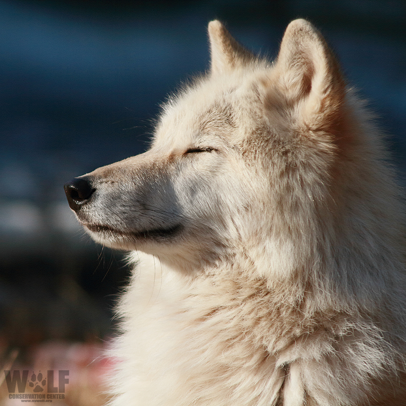 Wolf Face Side Profile