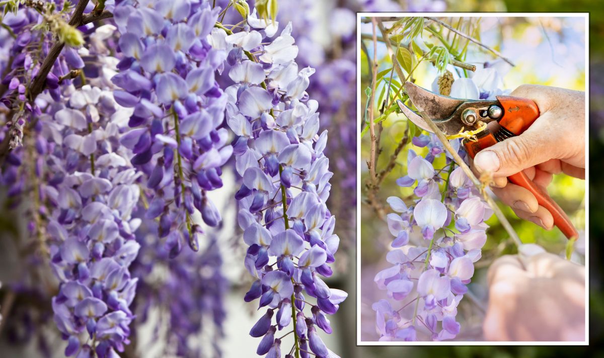 Wisteria can be ‘aggressive growers’ - ‘basic steps’ to follow when pruning these plants | Daily ...