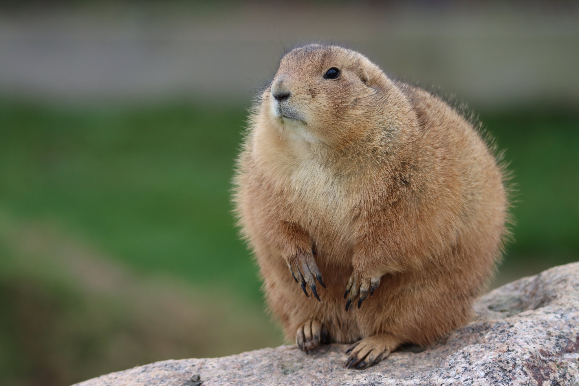 Is A Prairie Dog A Groundhog