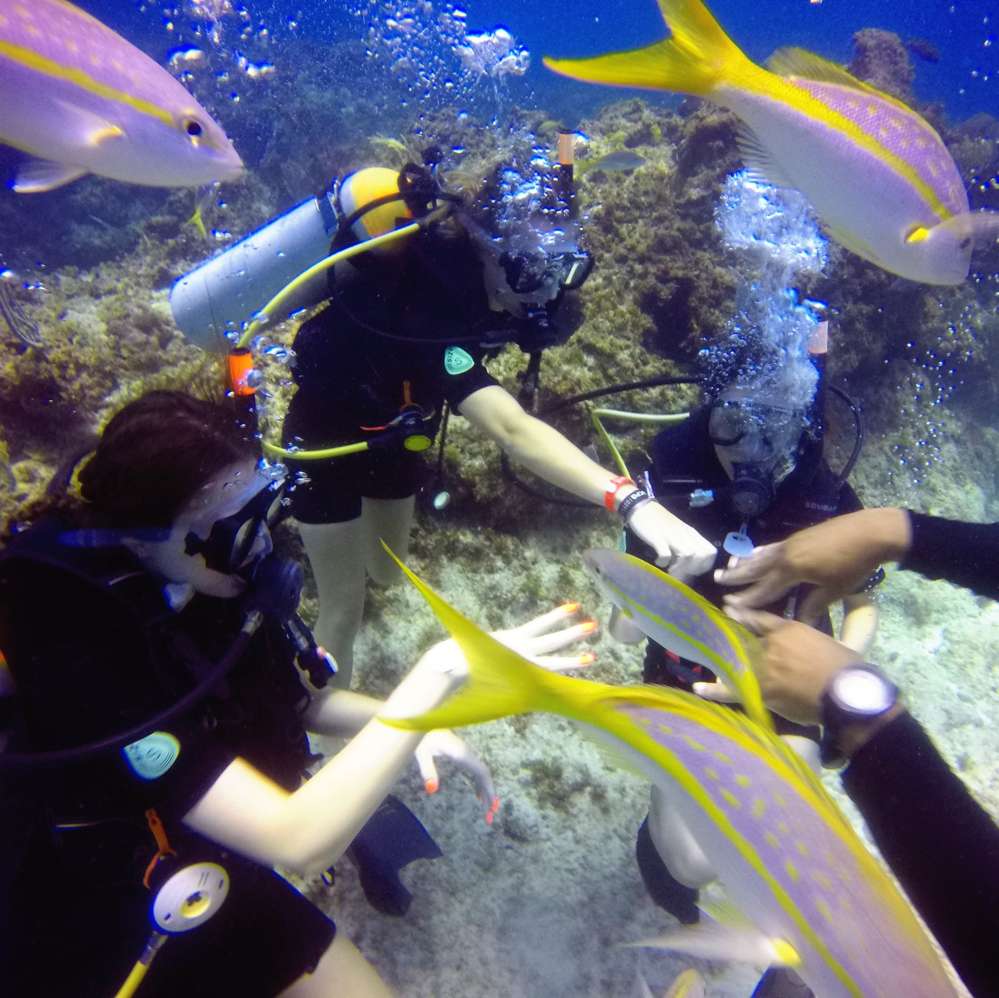 Majestic Resorts - 5* star luxury hotels on Twitter: "Make a splash and explore the underwater ...