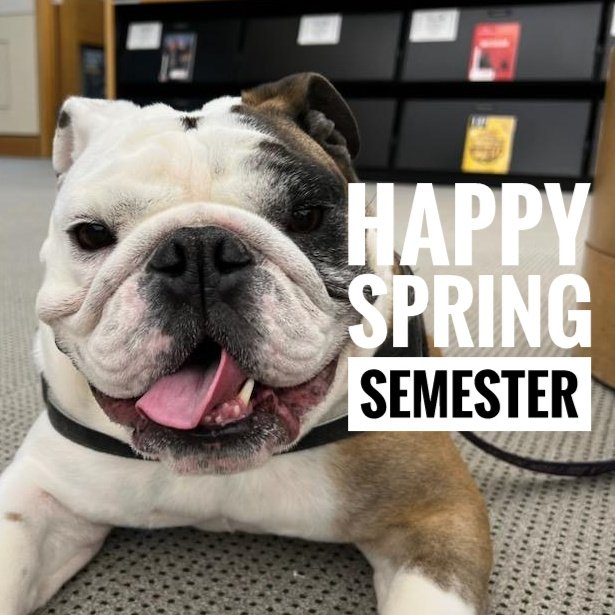 Happy Friday Bulldog