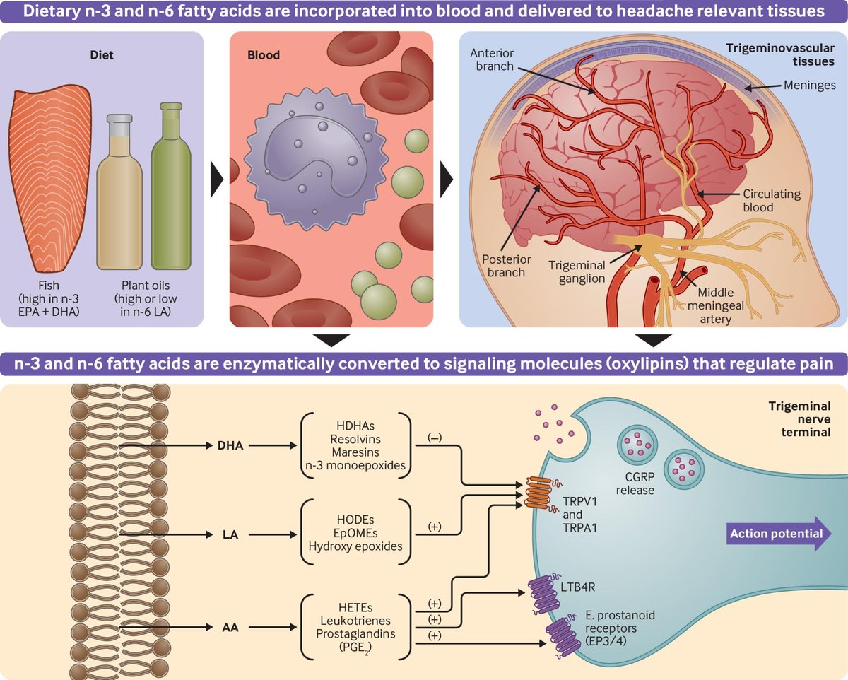 Seed oils appear to cause obesity due to their high content of a ...