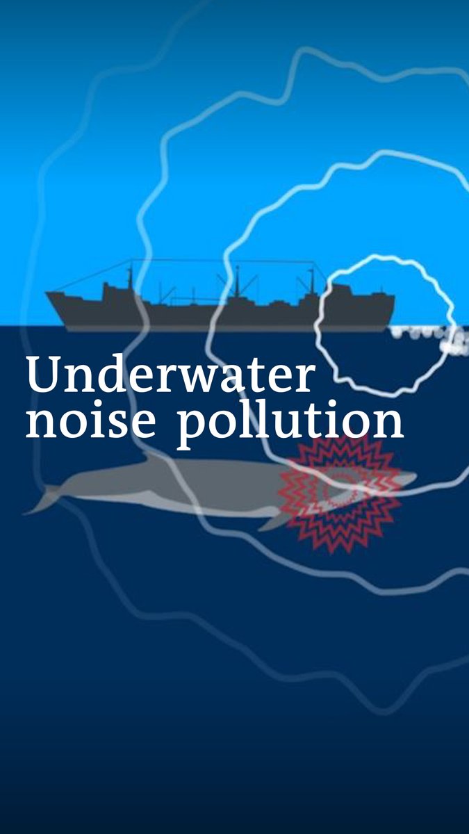 Underwater noise pollution has impacts on marine life and living. Not ...
