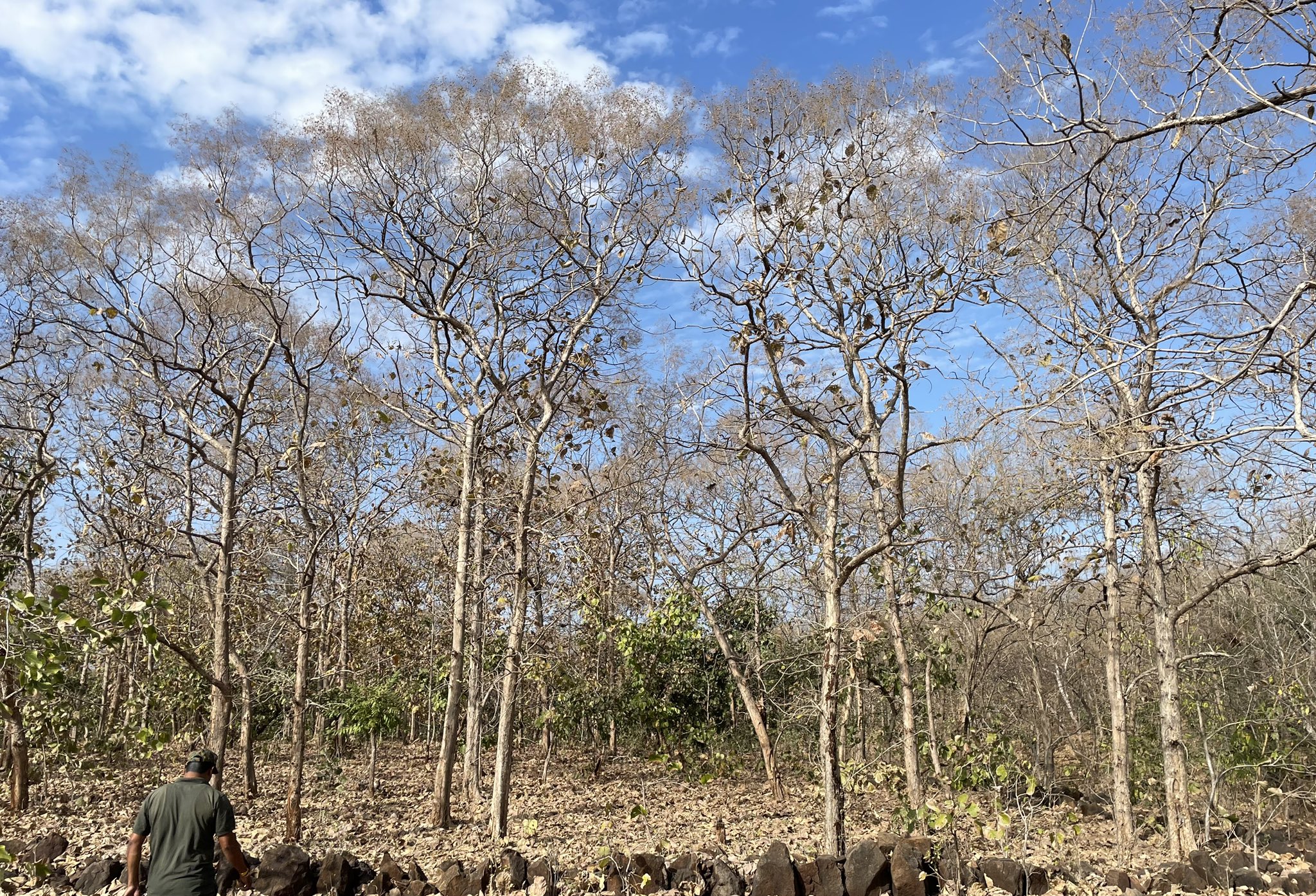 Dry Deciduous Forest