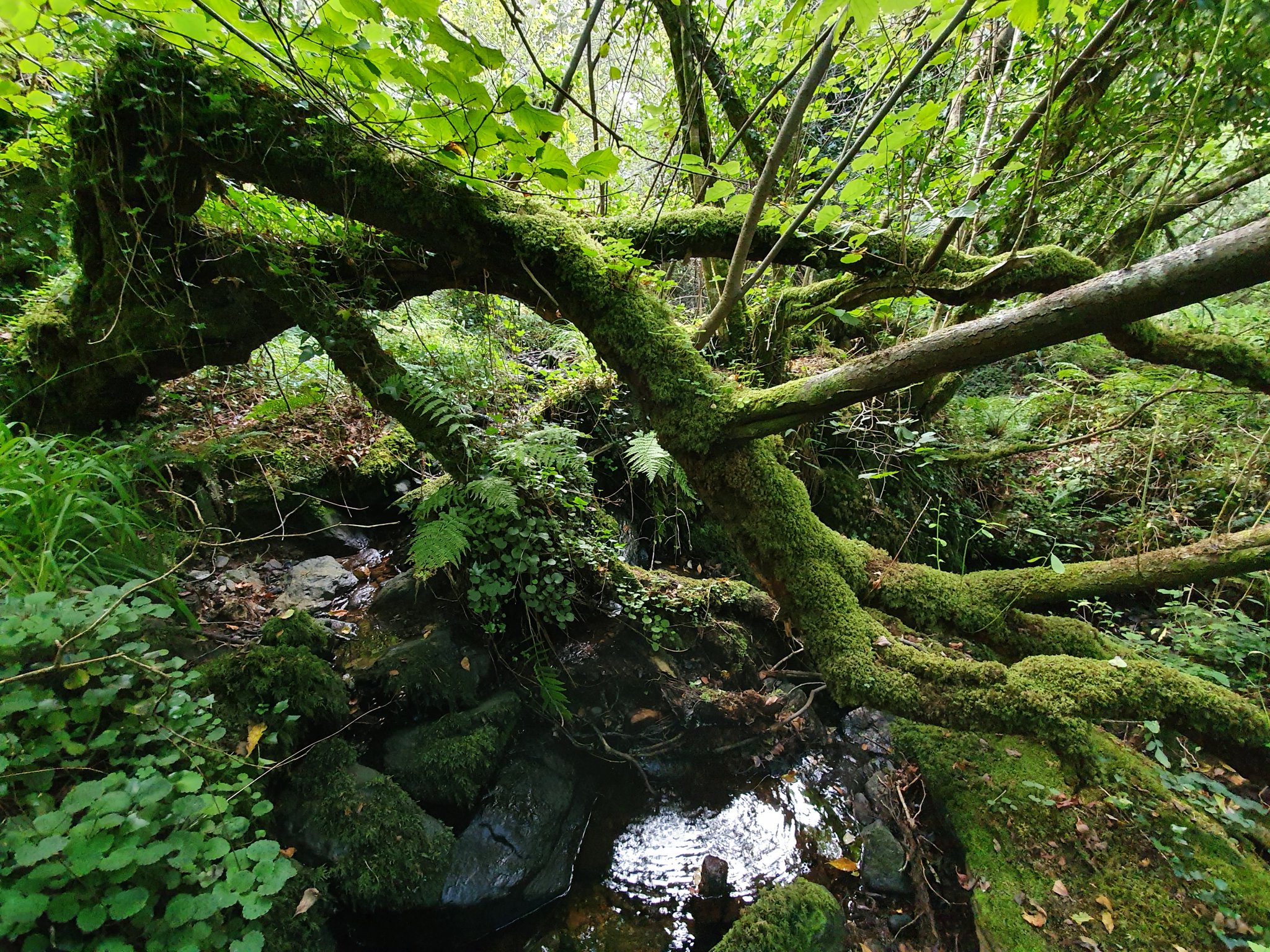 Eoghan Daltun on Twitter: "Lush, highly biodiverse, complex temperate ...