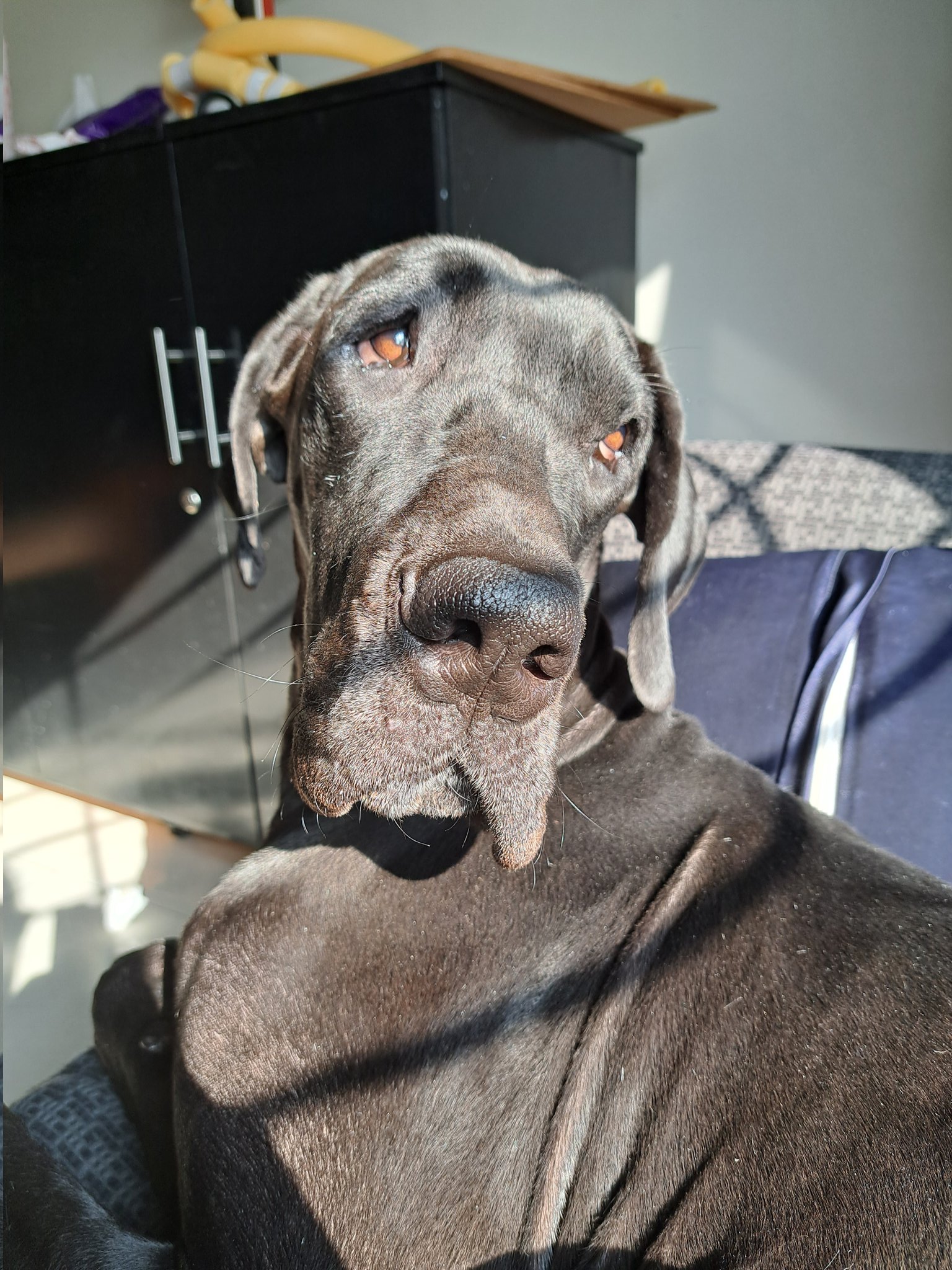 Rafia Asim on Twitter: ""Mom won't let me eat the kitten" https://t.co ...