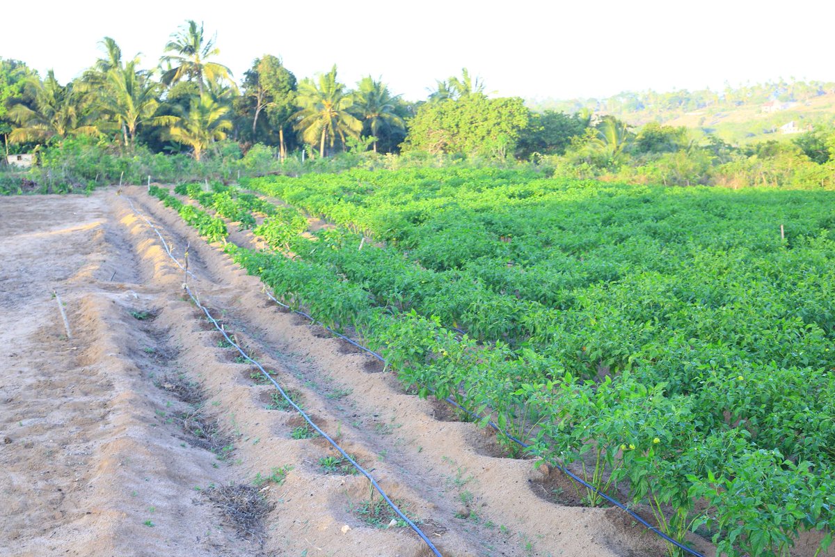 FAO in Tanzania on Twitter: FAO in Tanzania on Twitter: