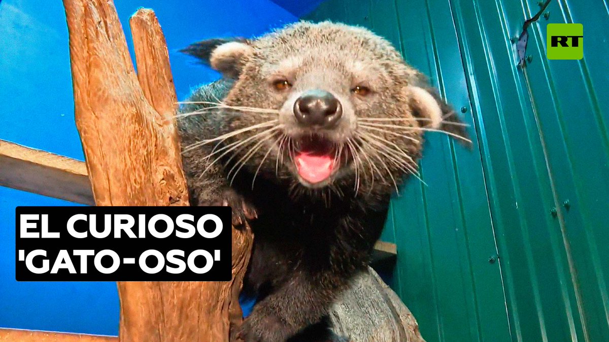 Baloo es el nombre de un ejemplar de binturong, un mamífero ...