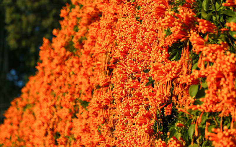 Orange flowers of Chinese trumpet vine cascade down from the walls and ...