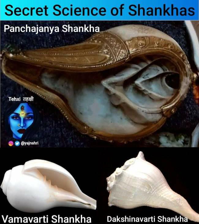 Why Is the Shankha (शंख )Sacred science in Hinduism? What is vamavarti ...