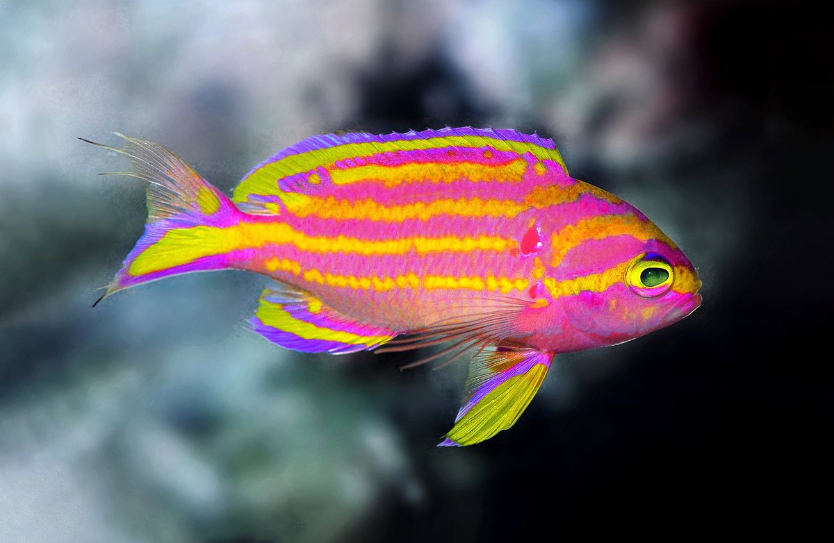 Hello new followers. Lemme brighten up your timeline. Tosanoides ...