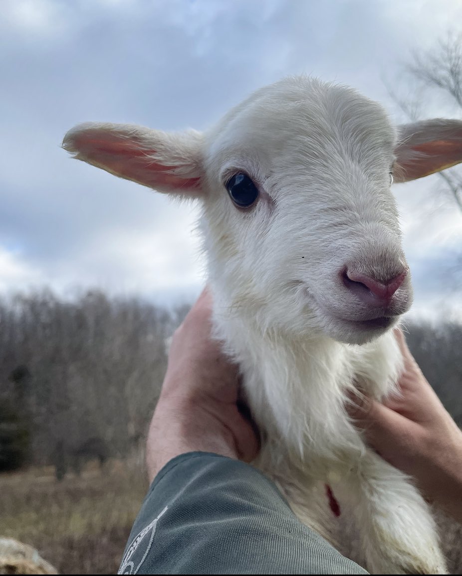 thornhead on Twitter: "RT @Happyholistichs: First lamb of the year! Born this morning"