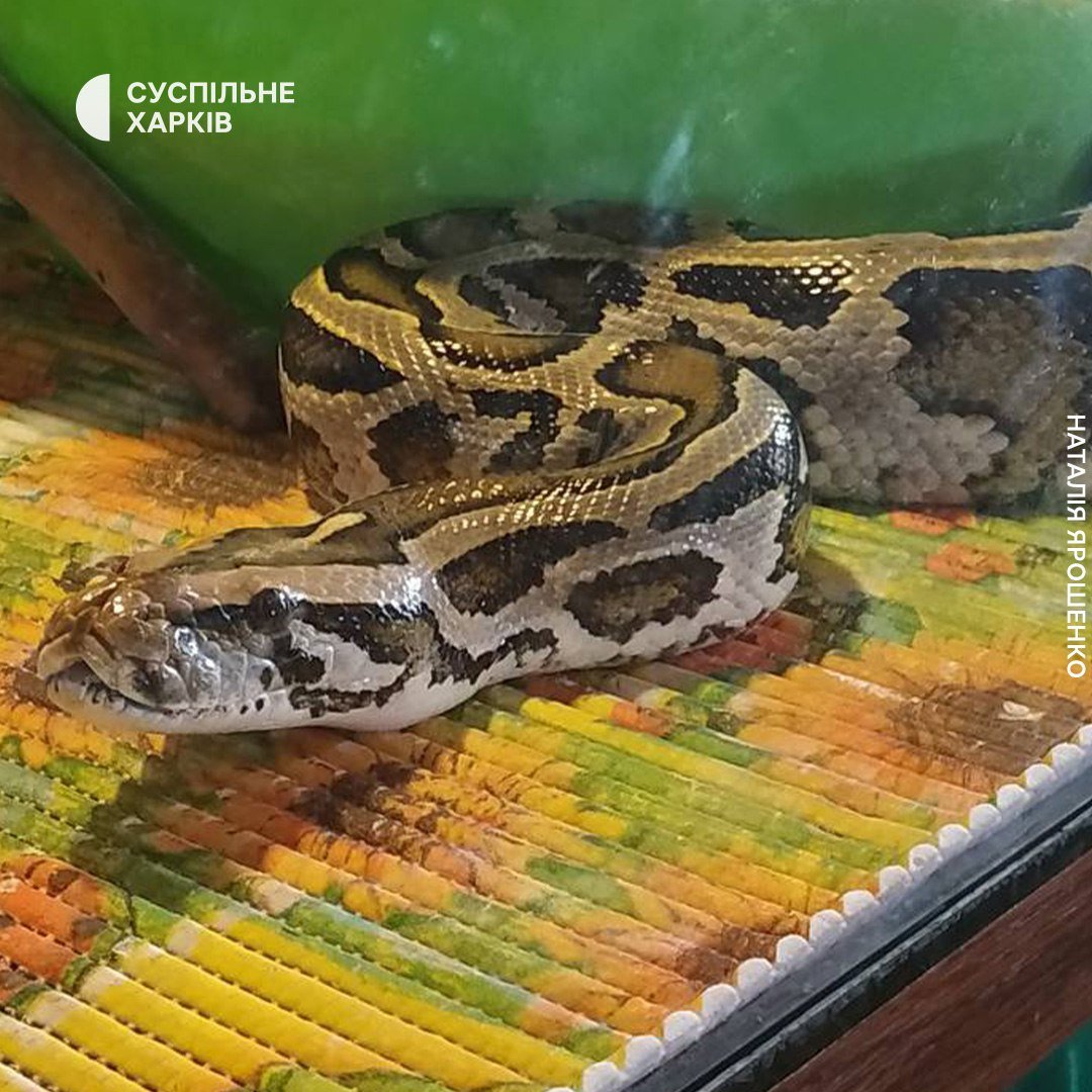 Euromaidan Press on Twitter: "The python named Kupiansk rescued by a soldier from under a ...