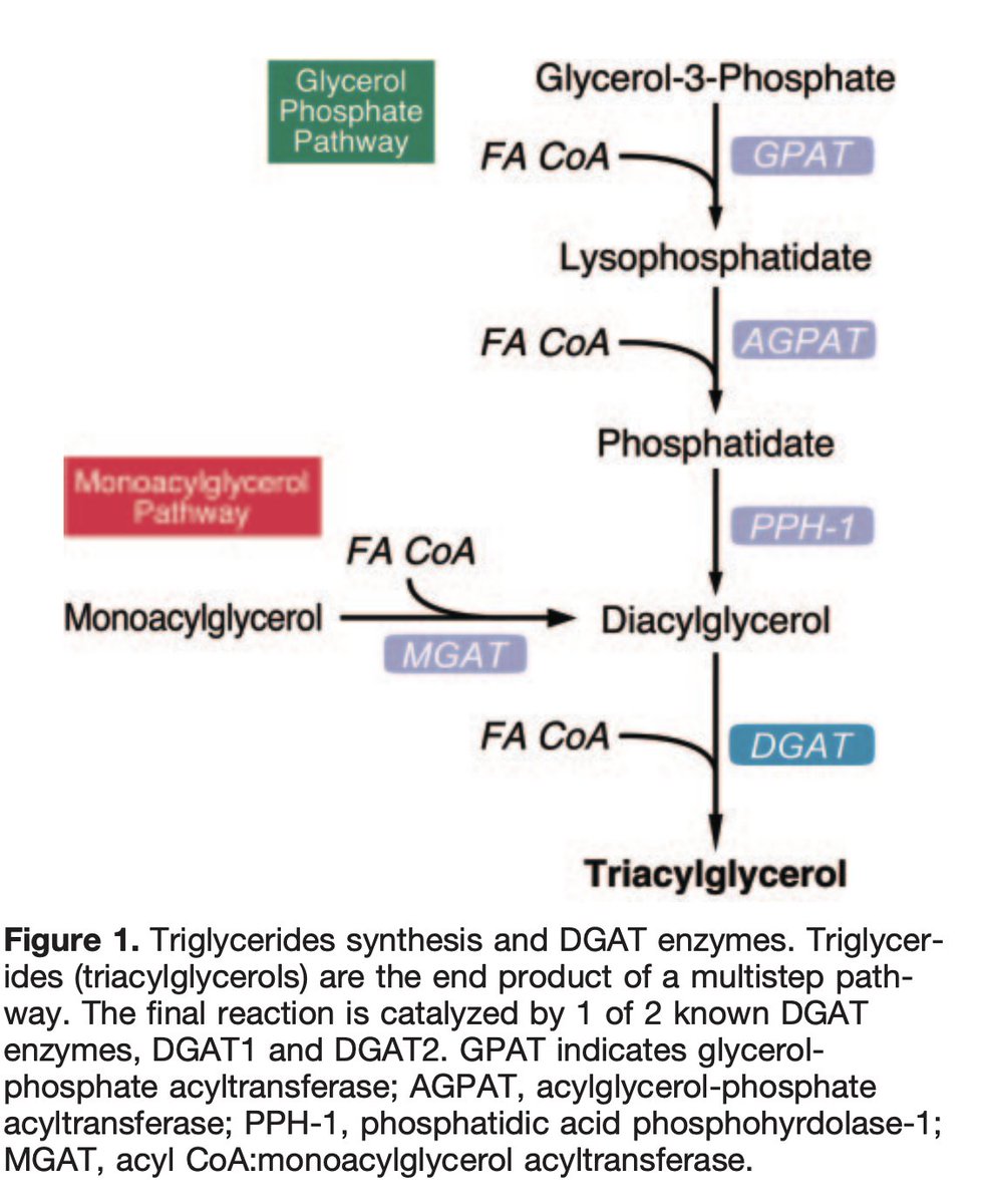 Triacylglycerol Synthesis