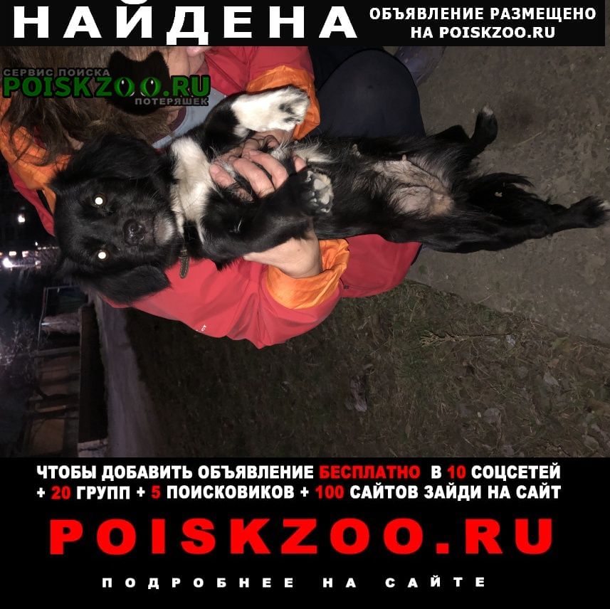 POISKZOO.RU™ on Twitter: "Найдена собака Ростов-на-Дону Подробнее по ссылке: https://poiskzoo.ru ...