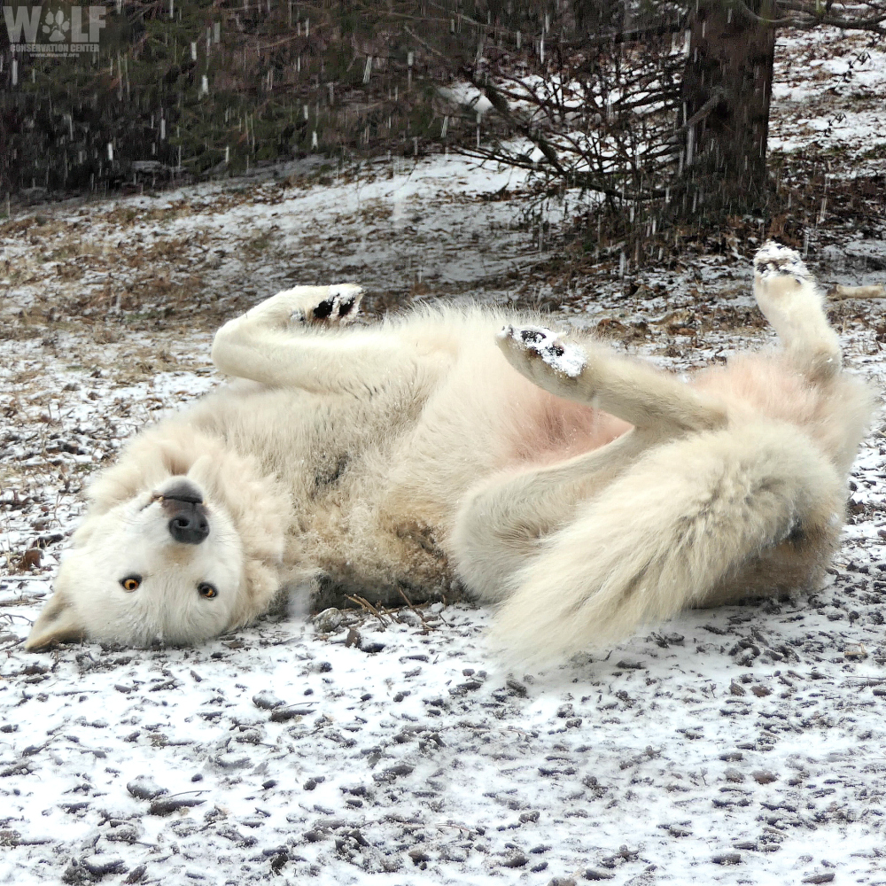 Wolf Rolling On Back